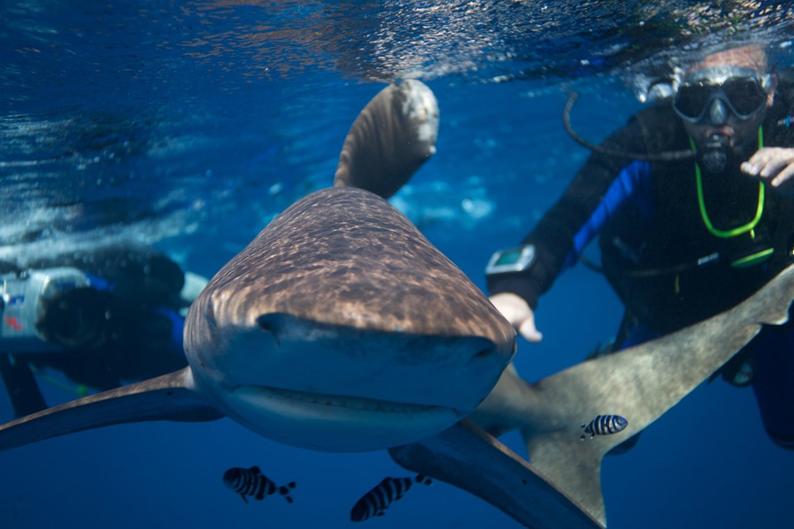 Duikreizen Red Sea Diving Safari - Marsa Nakari Village