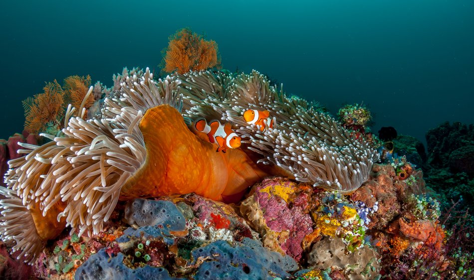 Duiken Molukken - Diving Holidays